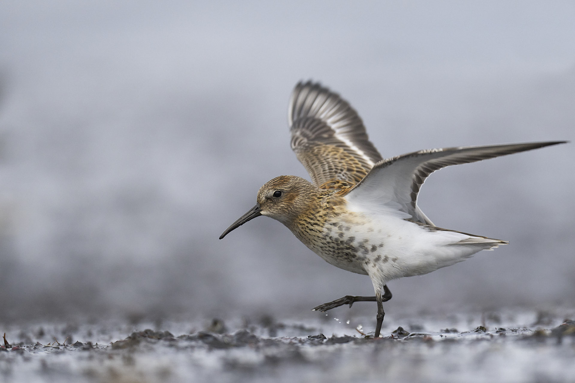 Almindelig ryle – FUTO.DK