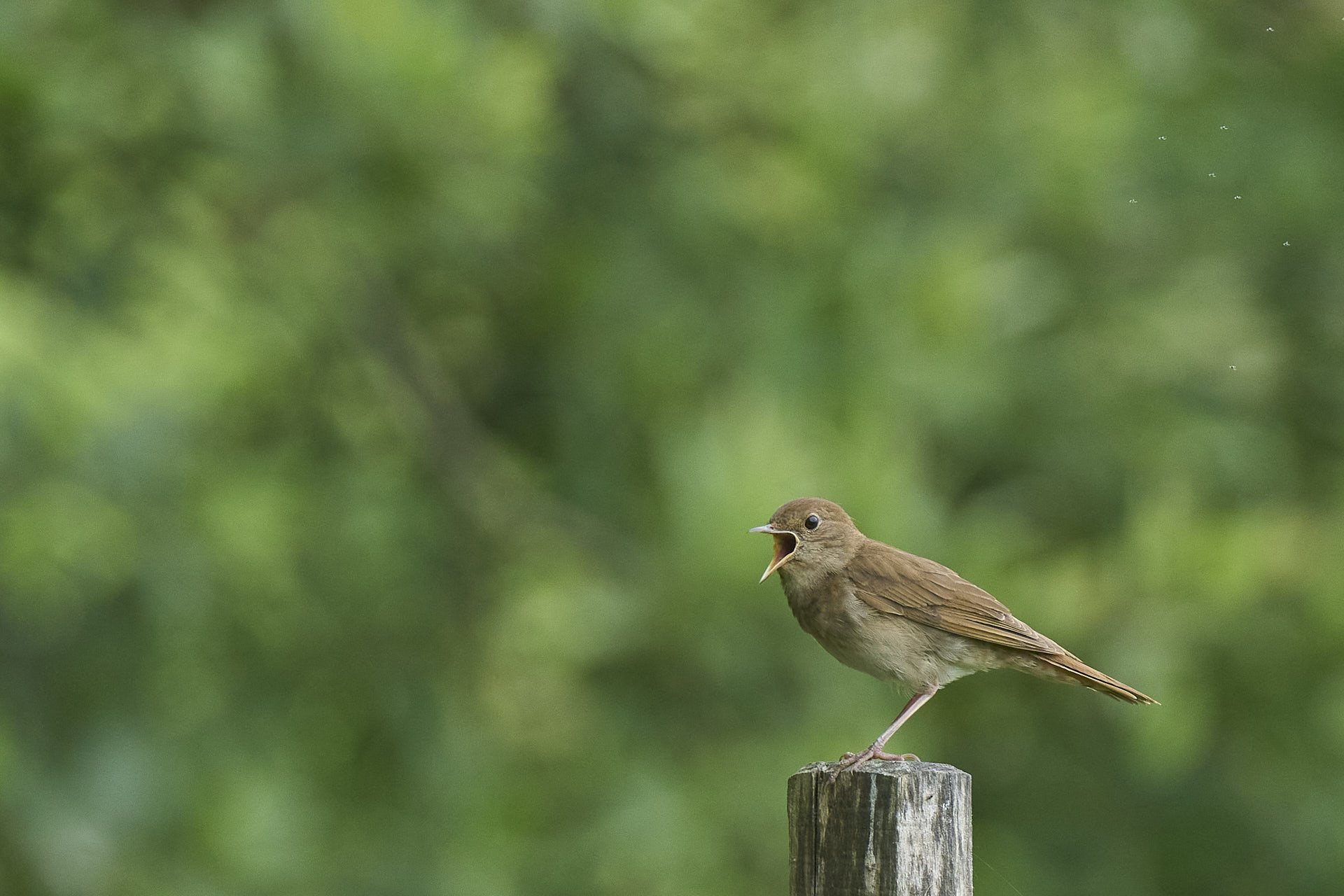 Nattergal – FUTO.DK