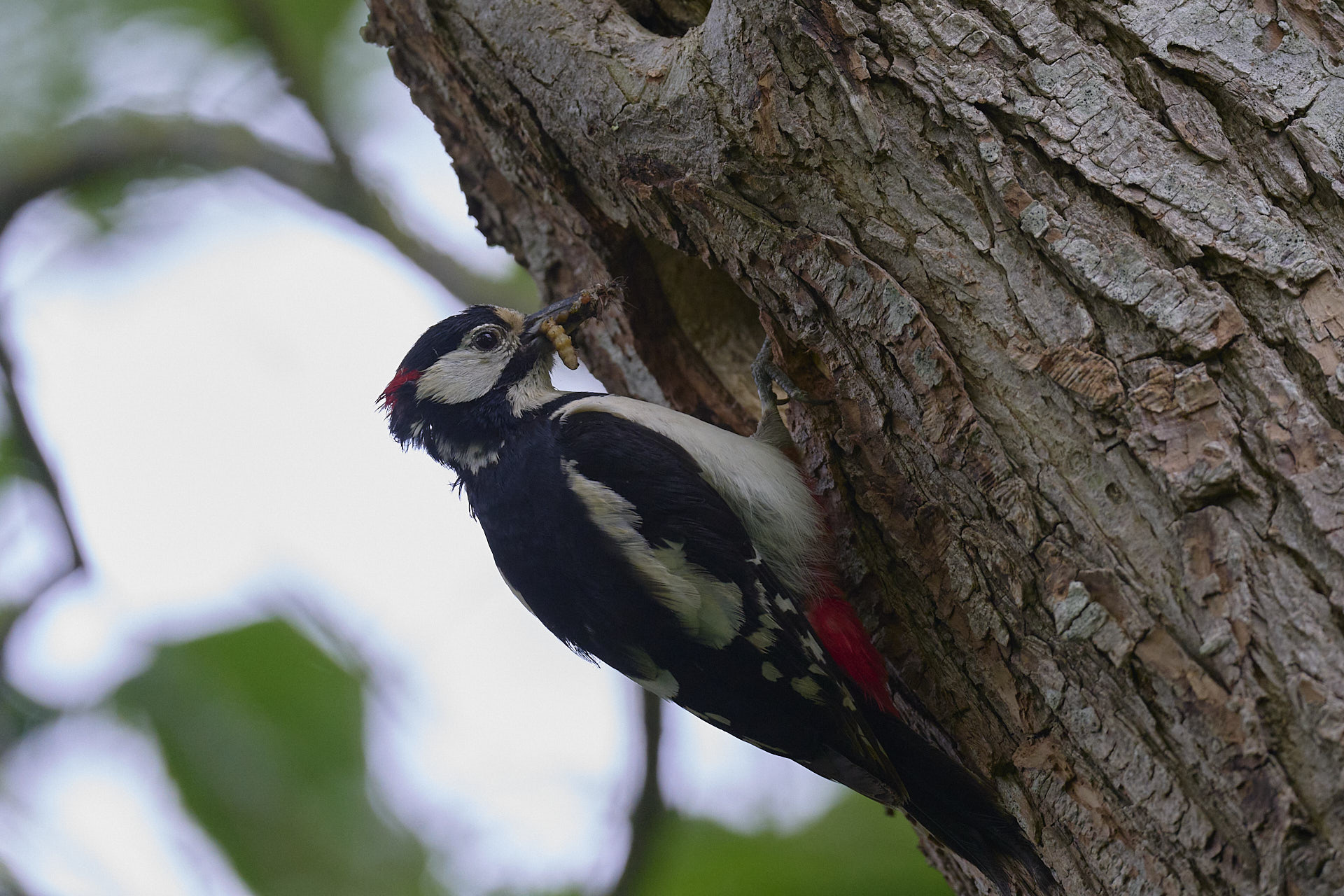 Stor flagspætte – FUTO.DK